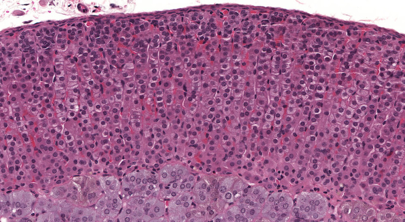 Figures - Pathology of the Mouse - Adrenal Gland - Toxicologic Pathology