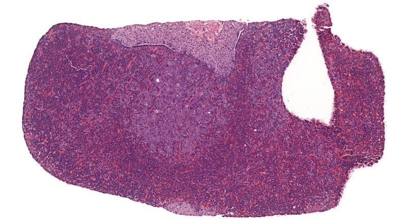 Figures- Pathology of the Mouse - Pituitary Gland - Toxicologic Pathology
