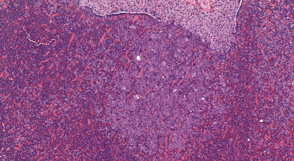 Figures- Pathology of the Mouse - Pituitary Gland - Toxicologic Pathology