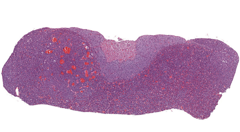Figures- Pathology of the Mouse - Pituitary Gland - Toxicologic Pathology