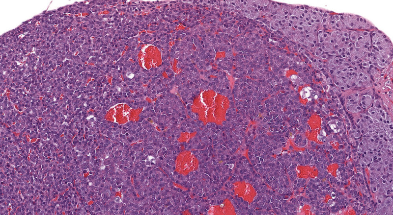 Figures- Pathology of the Mouse - Pituitary Gland - Toxicologic Pathology