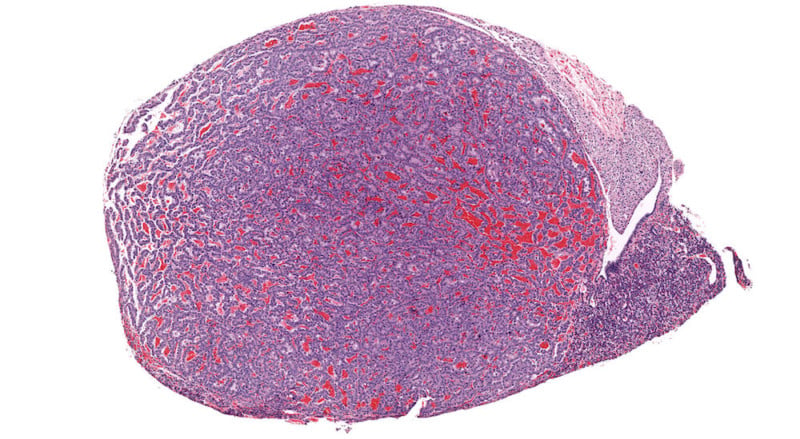 Figures- Pathology of the Mouse - Pituitary Gland - Toxicologic Pathology