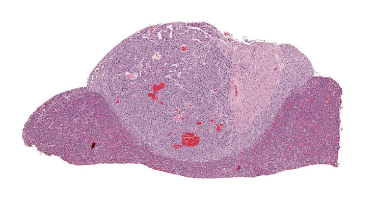 Figures- Pathology of the Mouse - Pituitary Gland - Toxicologic Pathology