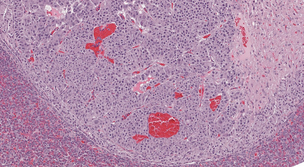 Figures- Pathology of the Mouse - Pituitary Gland - Toxicologic Pathology