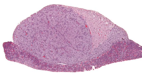 Figures- Pathology of the Mouse - Pituitary Gland - Toxicologic Pathology