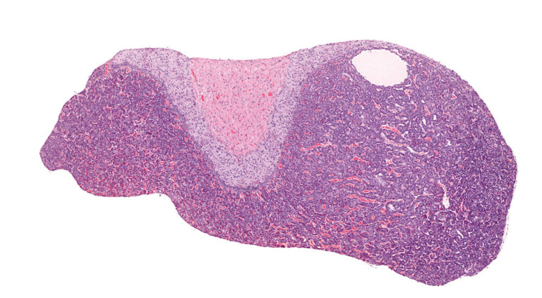 Figures- Pathology of the Mouse - Pituitary Gland - Toxicologic Pathology