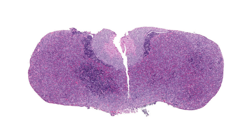 Figures- Pathology of the Mouse - Pituitary Gland - Toxicologic Pathology