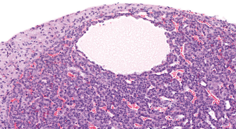Figures- Pathology of the Mouse - Pituitary Gland - Toxicologic Pathology