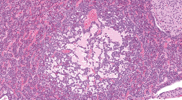 Figures- Pathology of the Mouse - Pituitary Gland - Toxicologic Pathology