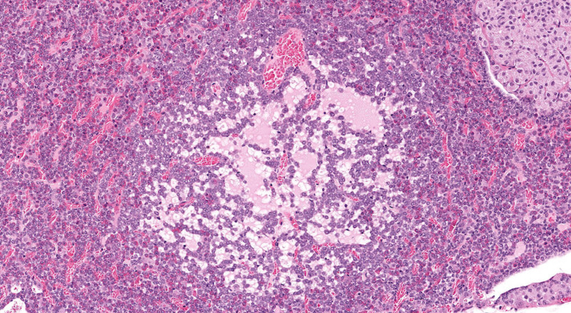 Figures- Pathology of the Mouse - Pituitary Gland - Toxicologic Pathology