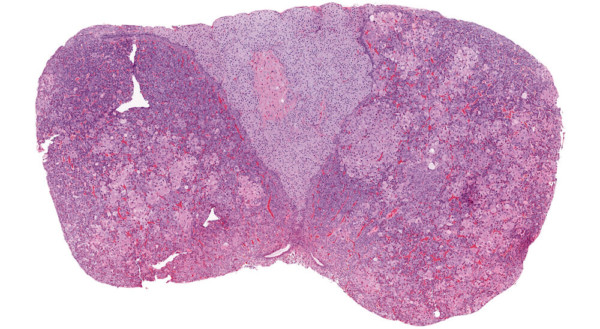 Figures- Pathology of the Mouse - Pituitary Gland - Toxicologic Pathology