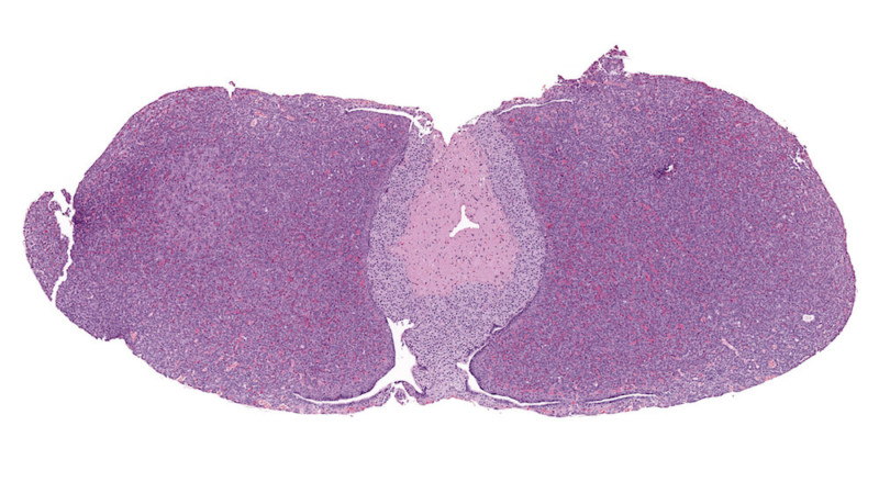 Figures- Pathology of the Mouse - Pituitary Gland - Toxicologic Pathology